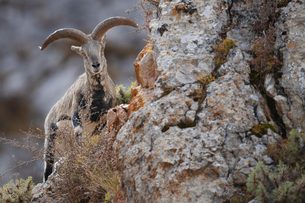WWF Donation - Be a Leopard Protector