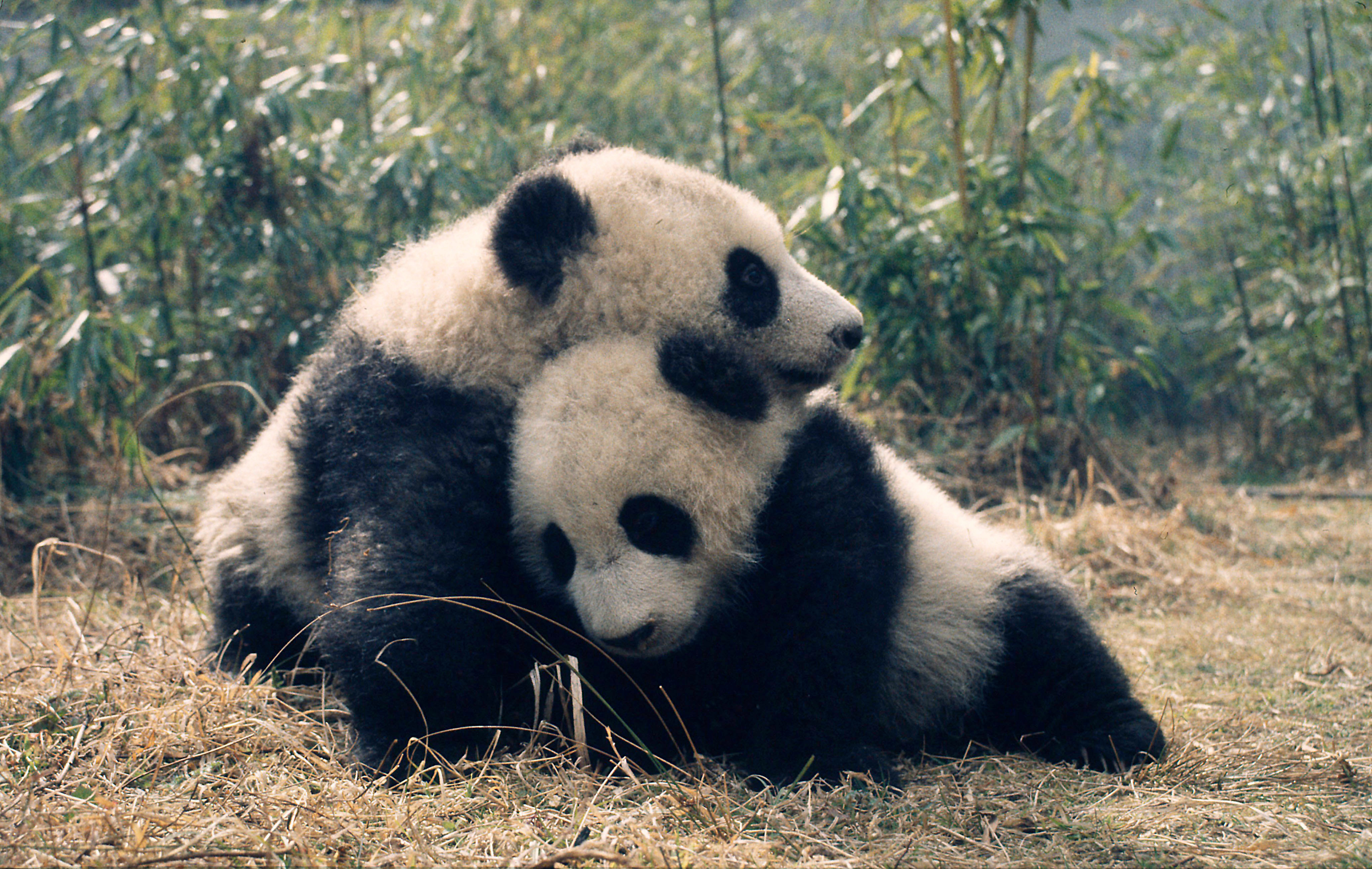 WWF Donation - Be a Panda Protector