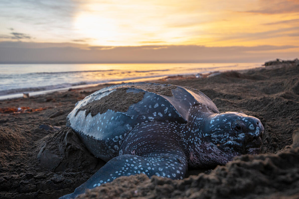 WWF Donation - Be a Turtle Protector